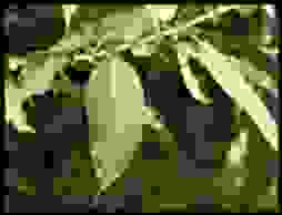 Plant Catalog | WACD Plant Materials Center