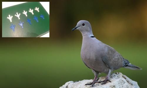 Collared dove and Baby pigeon Foot Splints