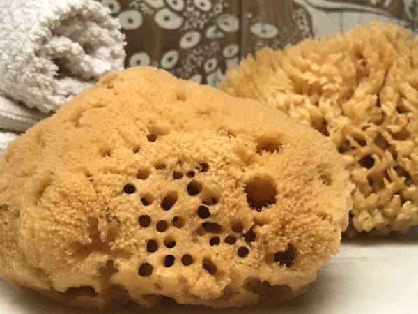 SEA SPONGE