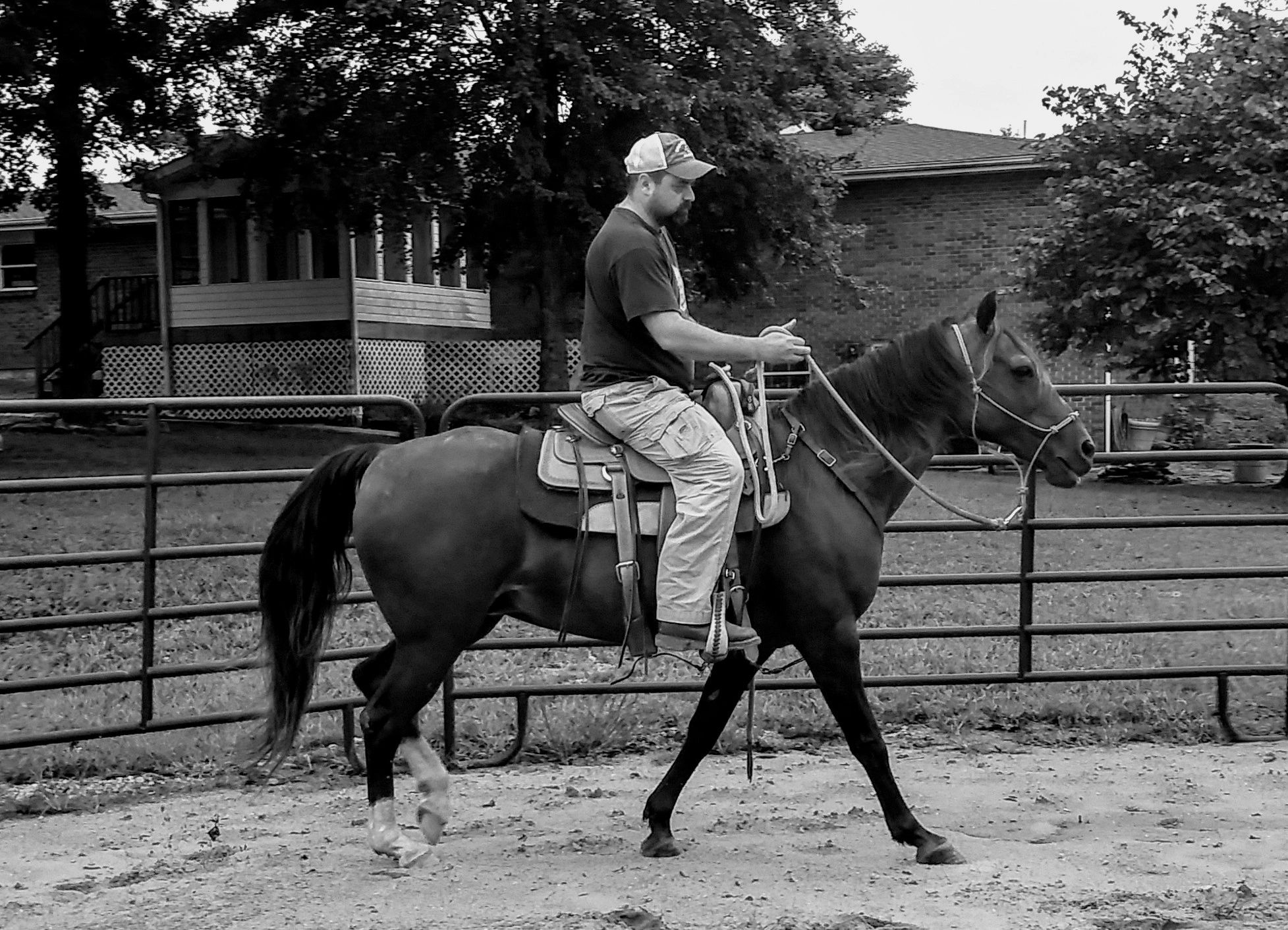 Missouri Fox Trotters