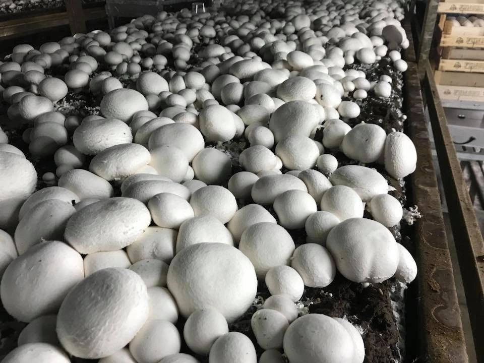 MUSHROOM RESEARCH | MUSHROOM FOUNDATION OF INDIA