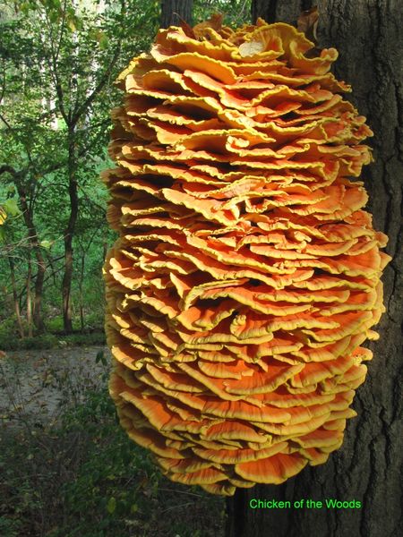100% Pure Laetiporus sulphureus CHICKEN OF THE WOODS SPORE PRINT 10,000 ...