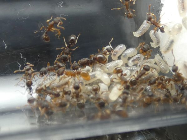 Queens & Ant Colonies