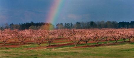 Ruston Peaches, Mitcham Farms, Peaches