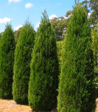 Plants | Cupressus | Pencil Pine | Buy Plants Online