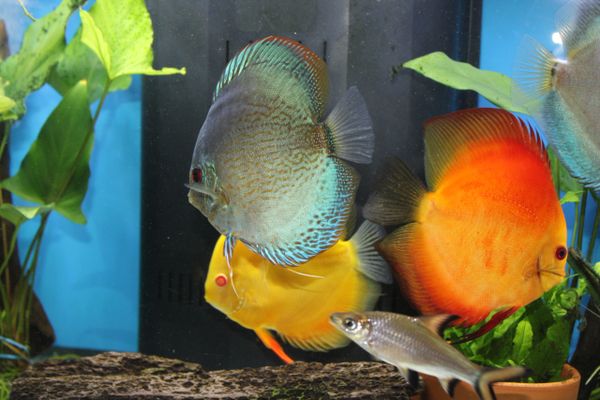 Assorted 5 inch Discus