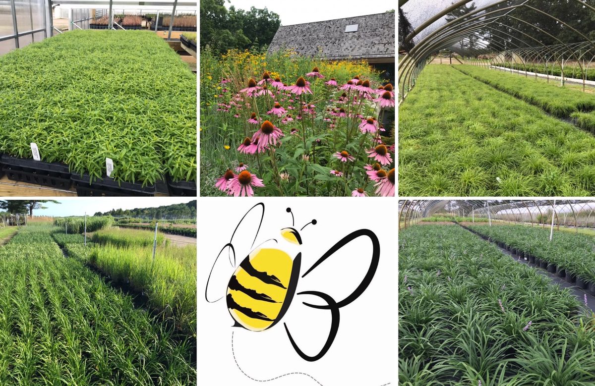Bumbee's Plants - Live Plants Shipped directly from Farm.
