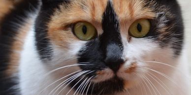 Catffeinated - Cat Cafe, Coffee Tea Cats