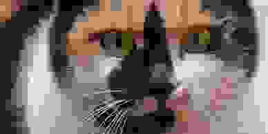 Catffeinated - Cat Cafe, Coffee Tea Cats