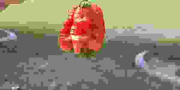 Pandemic Polly Peppers