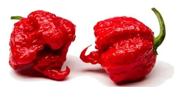 Spicy Peppers - Pandemicpollypeppers