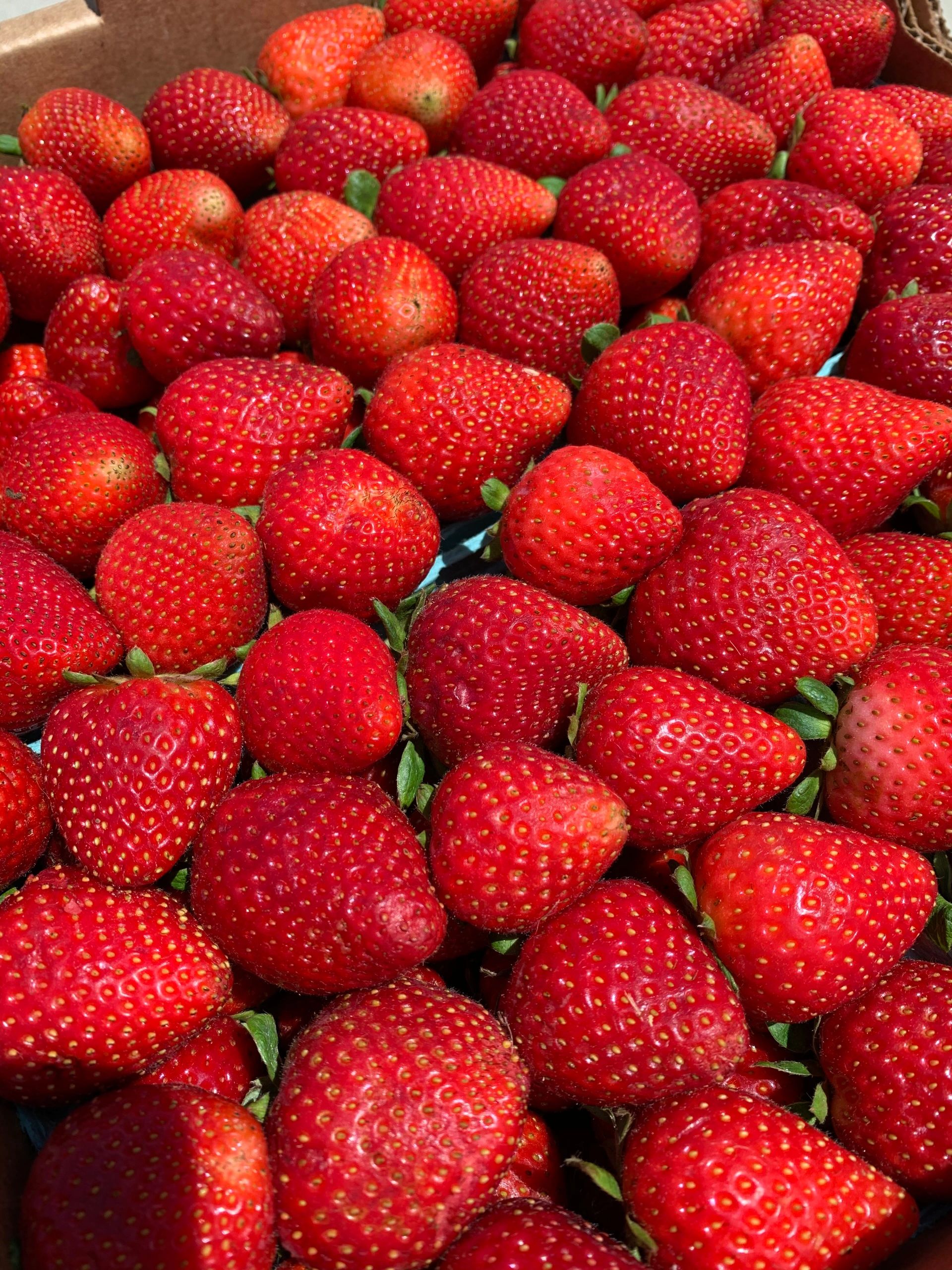 Spencer Farm - Market - Noblesville, Indiana