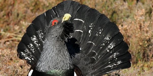 Dean Eades Wildlife Photography - Home