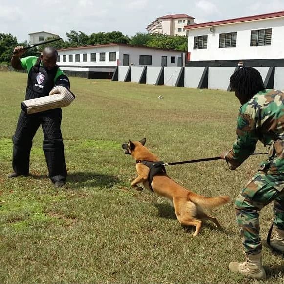 Top 10 Guard Dog Breeds