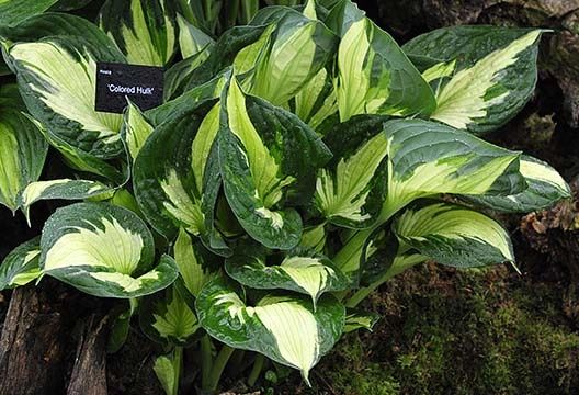 Hosta 'Colored Hulk' | New Forest Hostas and Hemerocallis