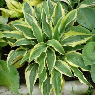 Hosta 'Bobcat' | New Forest Hostas and Hemerocallis