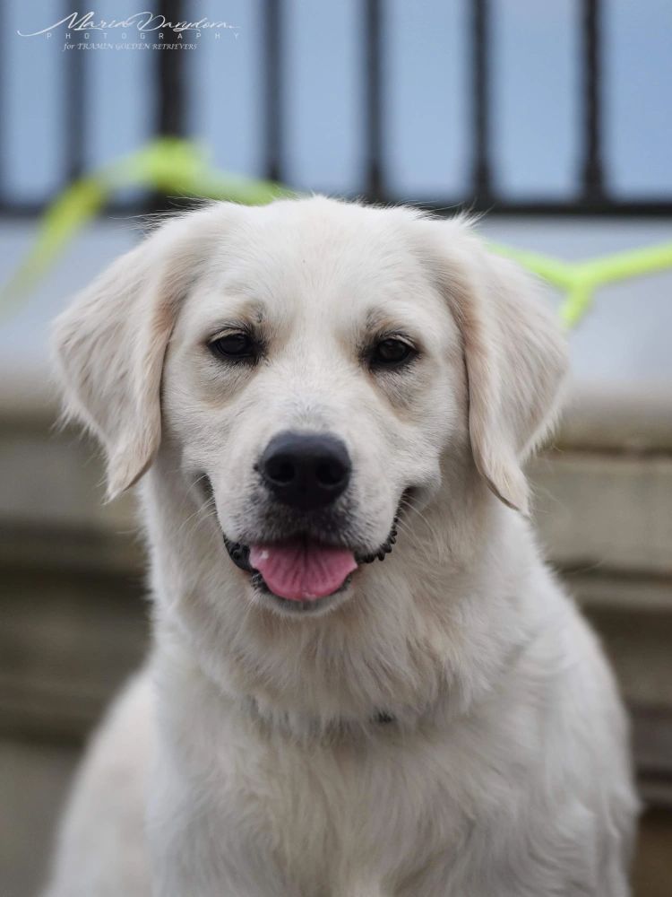 European Golden Retriever Puppies - Homeplace Goldens