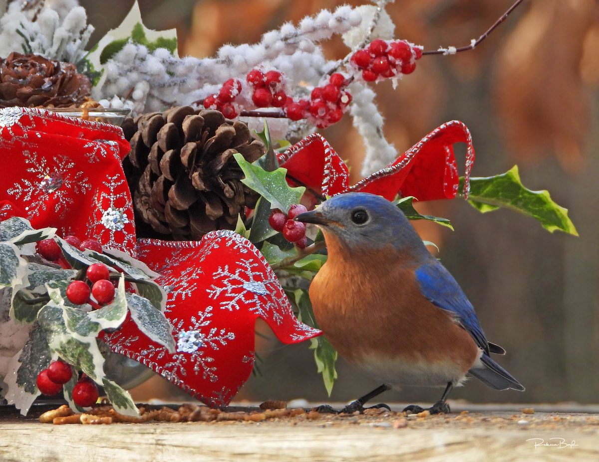 Christmas Theme Cards-Bluebird Series #4