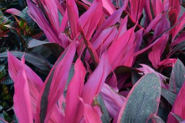 Order Ti Plants | Peters Croton Nursery