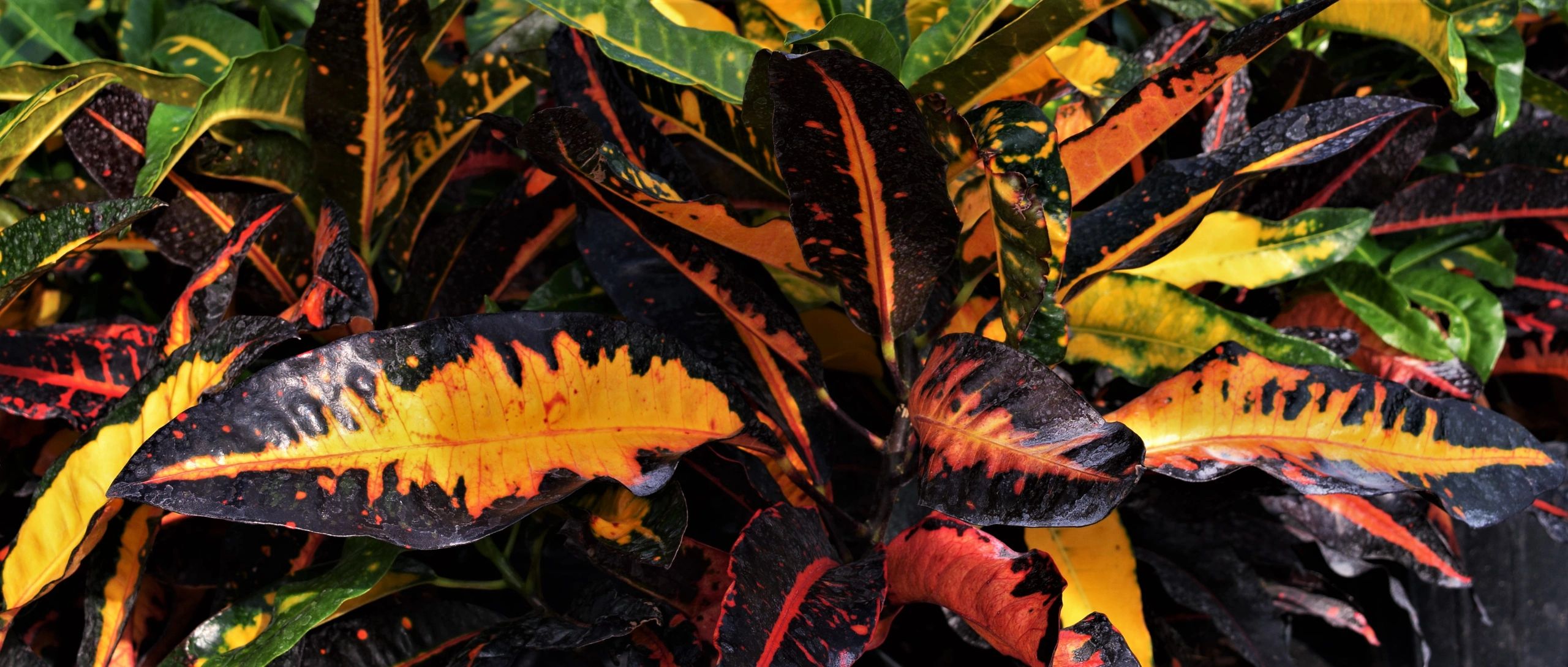 Growing Crotons | Peters Croton Nursery