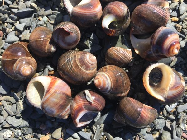 Periwinkle Snail Shells - Littorina littorina