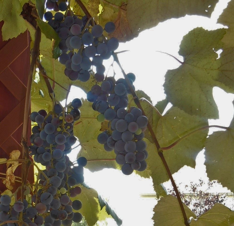 Healys Winery - Winery, Winery, Wine, Exotic Wines
