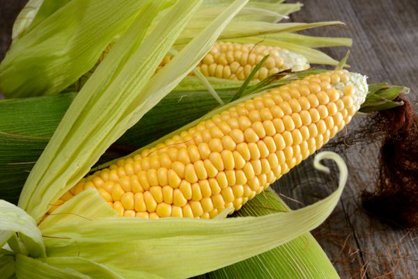 YELLOW CORN