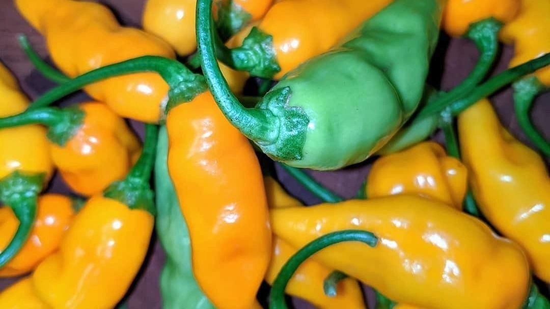 The Delicious Datil Pepper