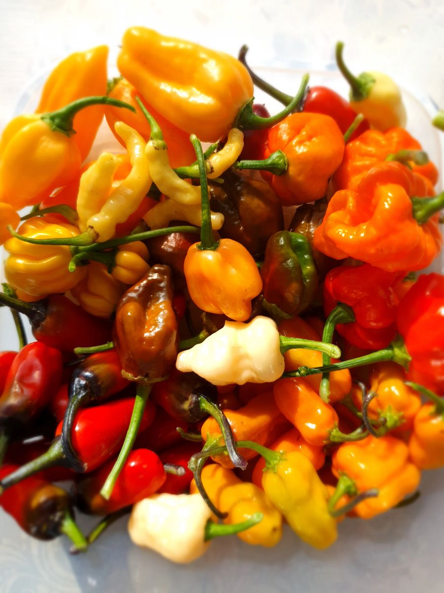 100 Mixed Chilli Seeds