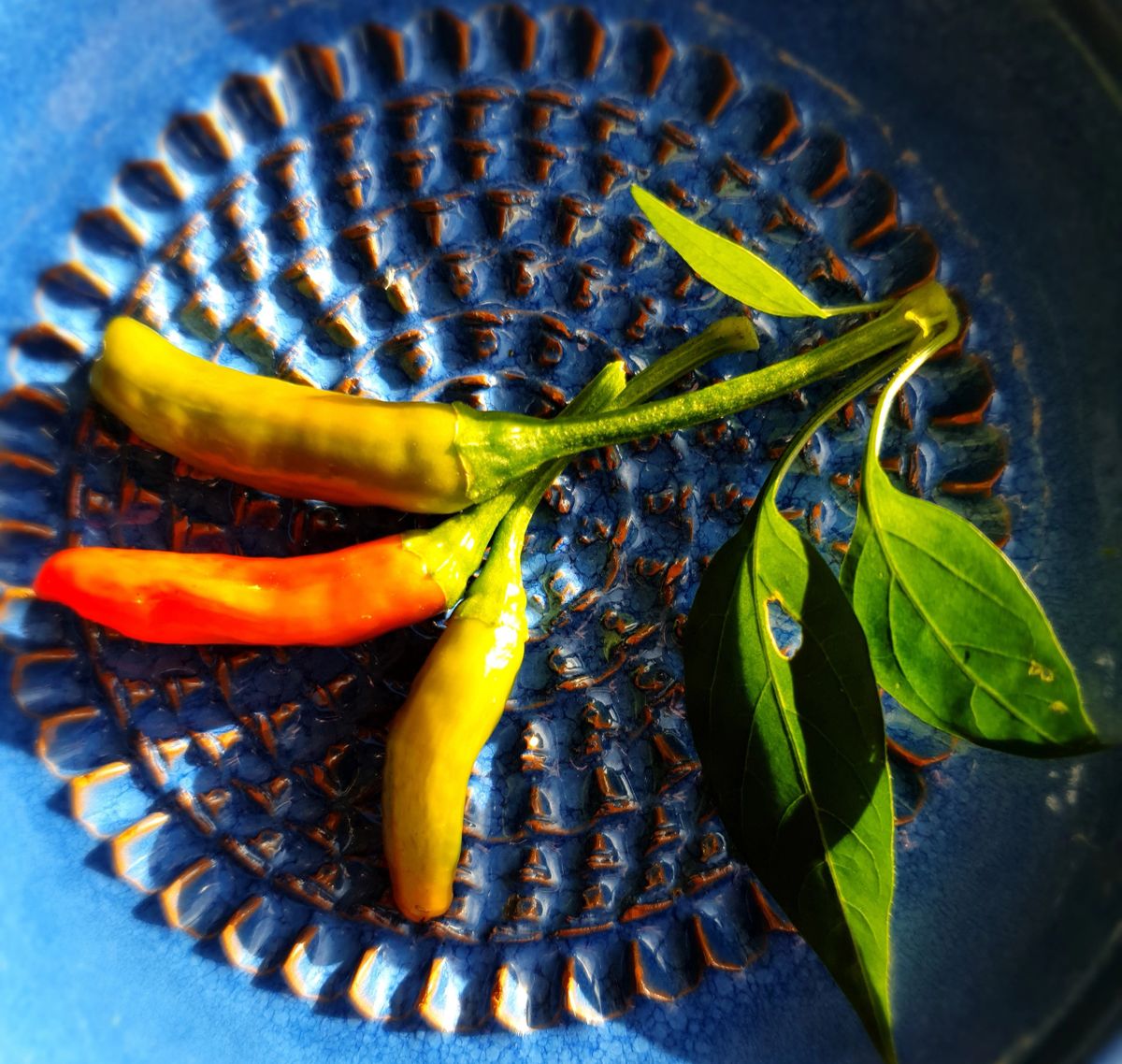 20 Takanatsume (Hawk Claw) Chilli Seeds