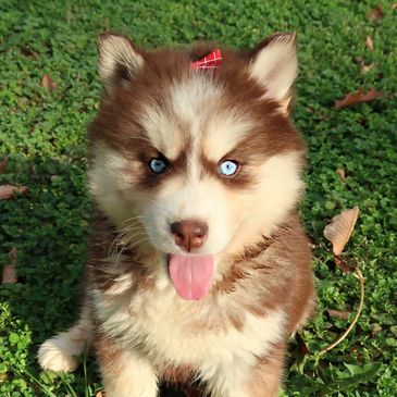 RoyalHuskyKingdom - Siberian Husky, Siberian Husky, Breeder