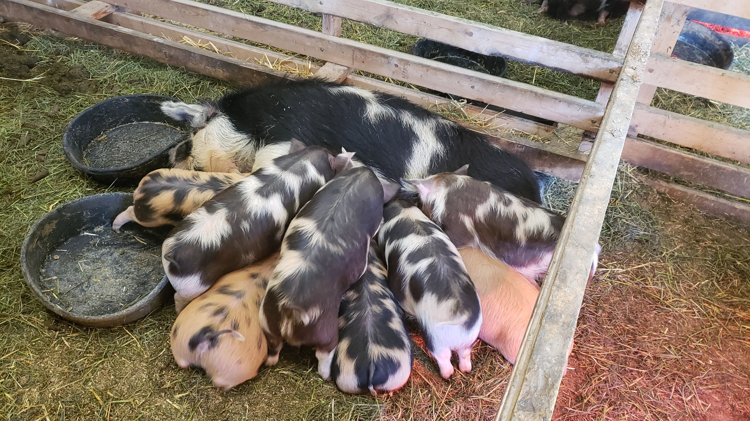 Farrowing - Part III of III