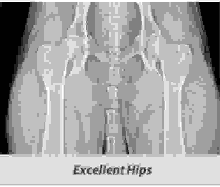 Teyla Boss | Crowd Pleazer Frenchies