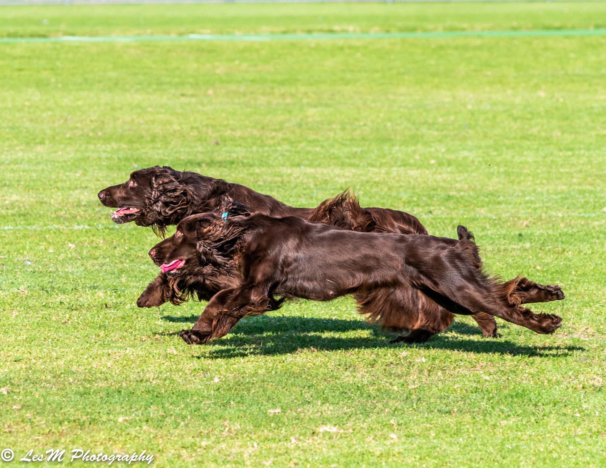 Fayemor Field Spaniels
