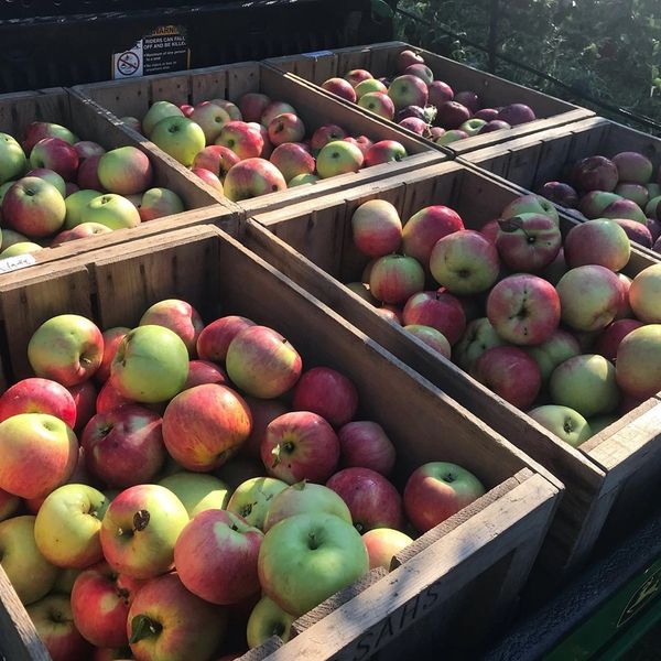 Fruit Share (Half) - Summer