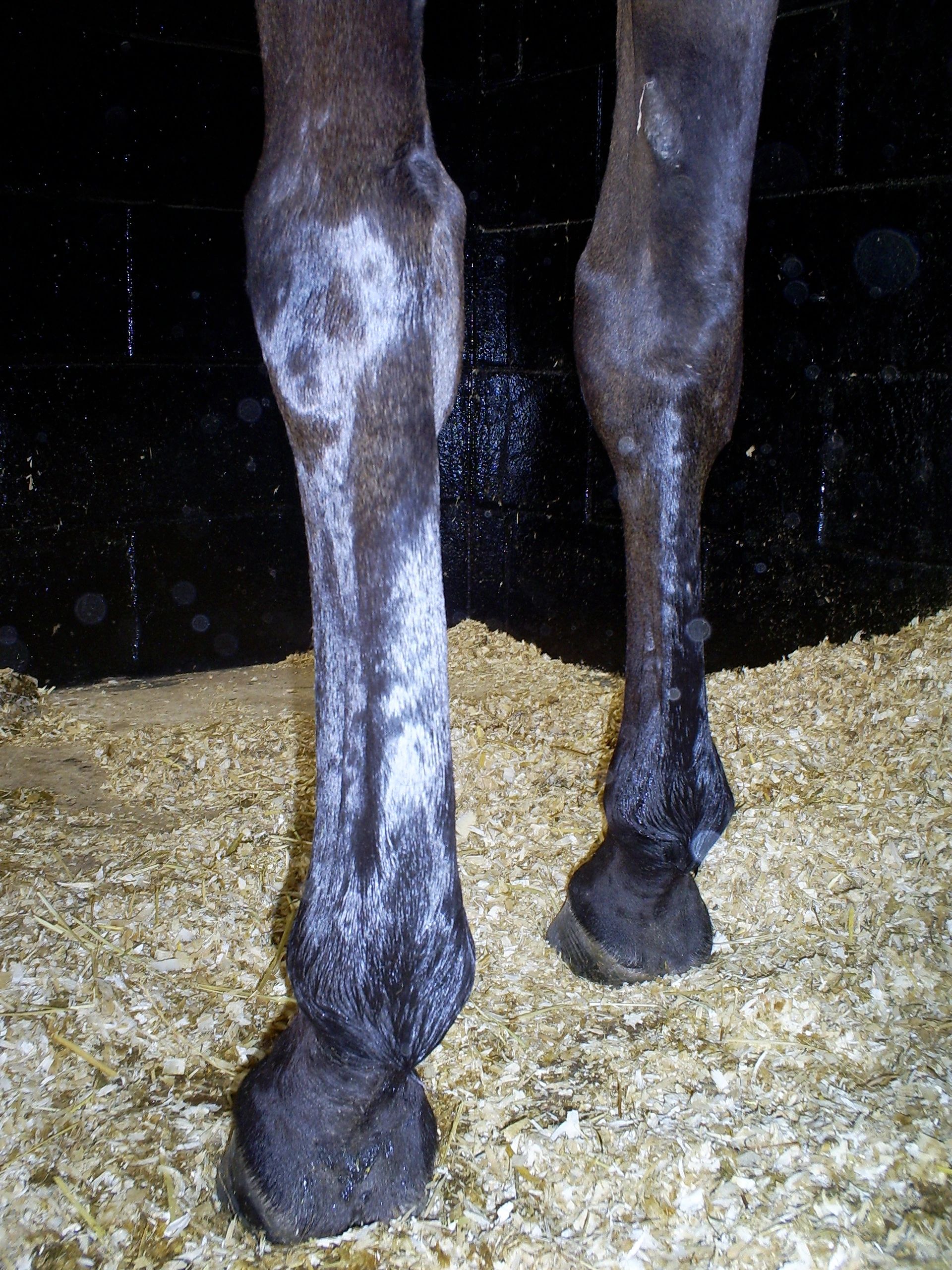 A Case Study: Managing a Severe Tendon Injury in a Racehorse