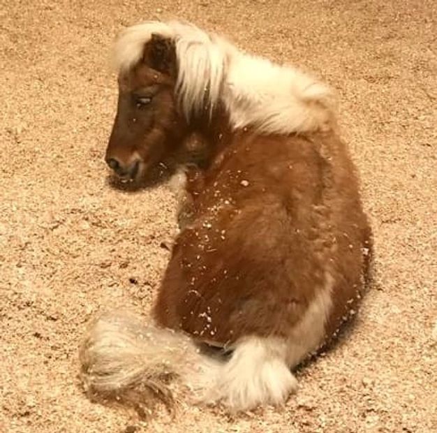 Miniature Horses, 2 | Palomino Ridge Ranch Horse Rescue