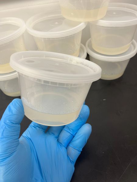 African Violet Cloning and Seed Sowing Tissue Culture Media in Vented ...