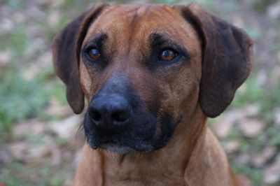 Dermoid Sinus | Legacy Rhodesian Ridgebacks