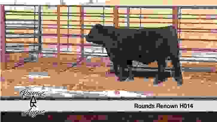 Videos | Rounds Angus Ranch