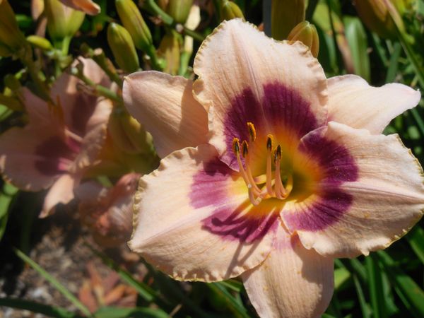 Winberryberry Candy (R)