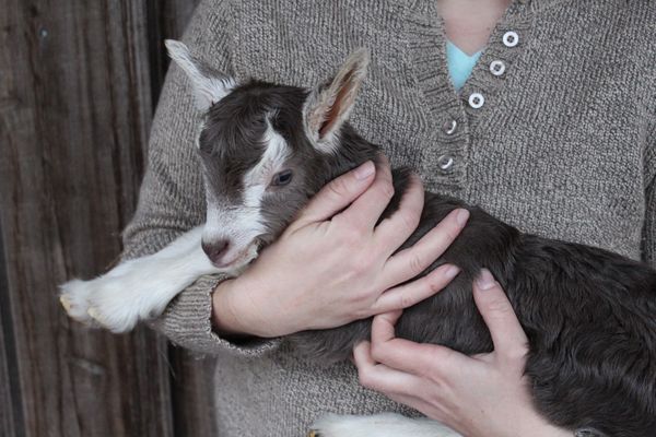 Baby Goats, Goat Cuddling, Optional Farm Tour