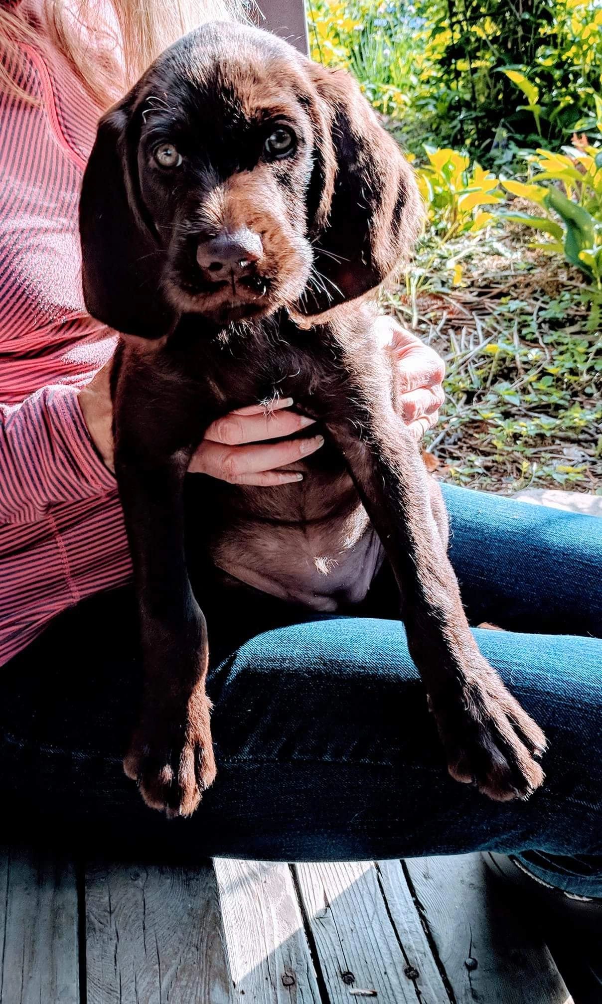 Are Pudelpointers Good Family Dogs