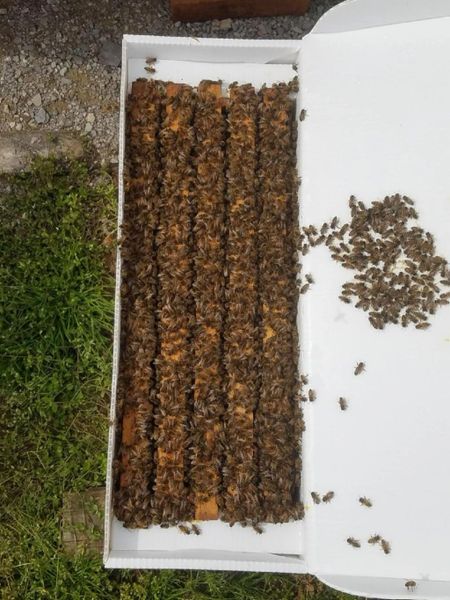 2026~5 Frame Nuc*PICK UP ONLY* Use this option for full payment.