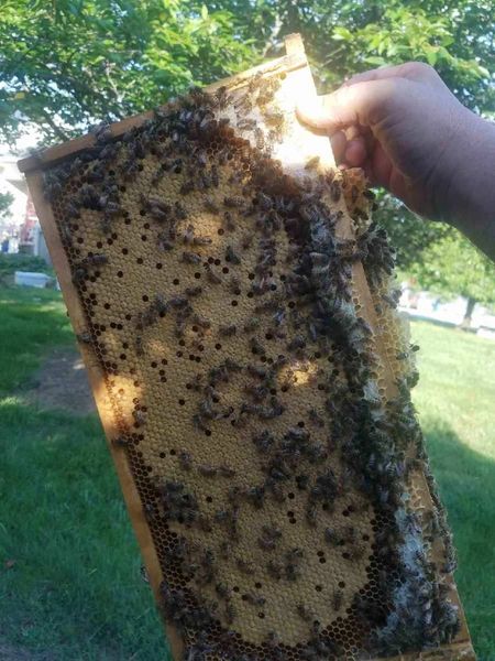 Frame Of Brood*PICK UP ONLY*