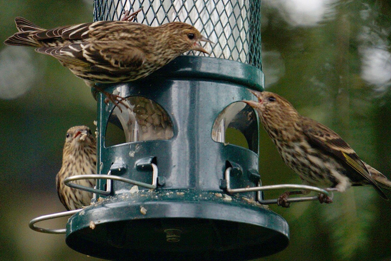 Creating Healthy Bird Buffets
