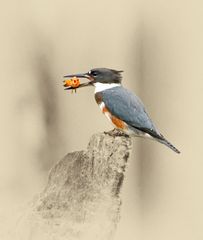 More Birds | I Spy Photography