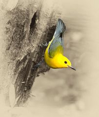 More Birds | I Spy Photography