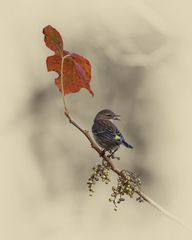 More Birds | I Spy Photography