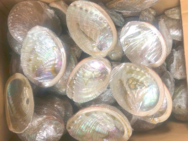 Wholesale Abalone Shell- 4-5 Inch ( 6 Pcs) @ $3.89/EACH